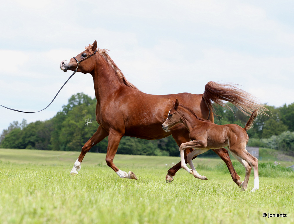 VA Nasheeta - Valentina Arabians
