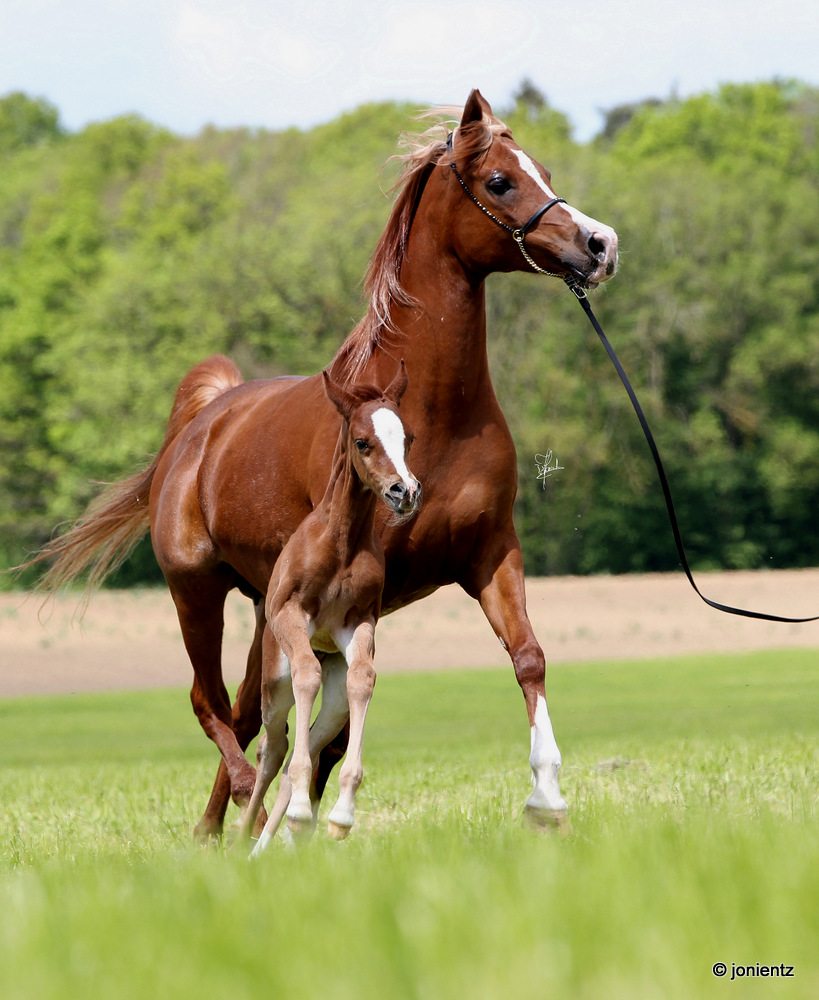 VA Nasheeta - Valentina Arabians