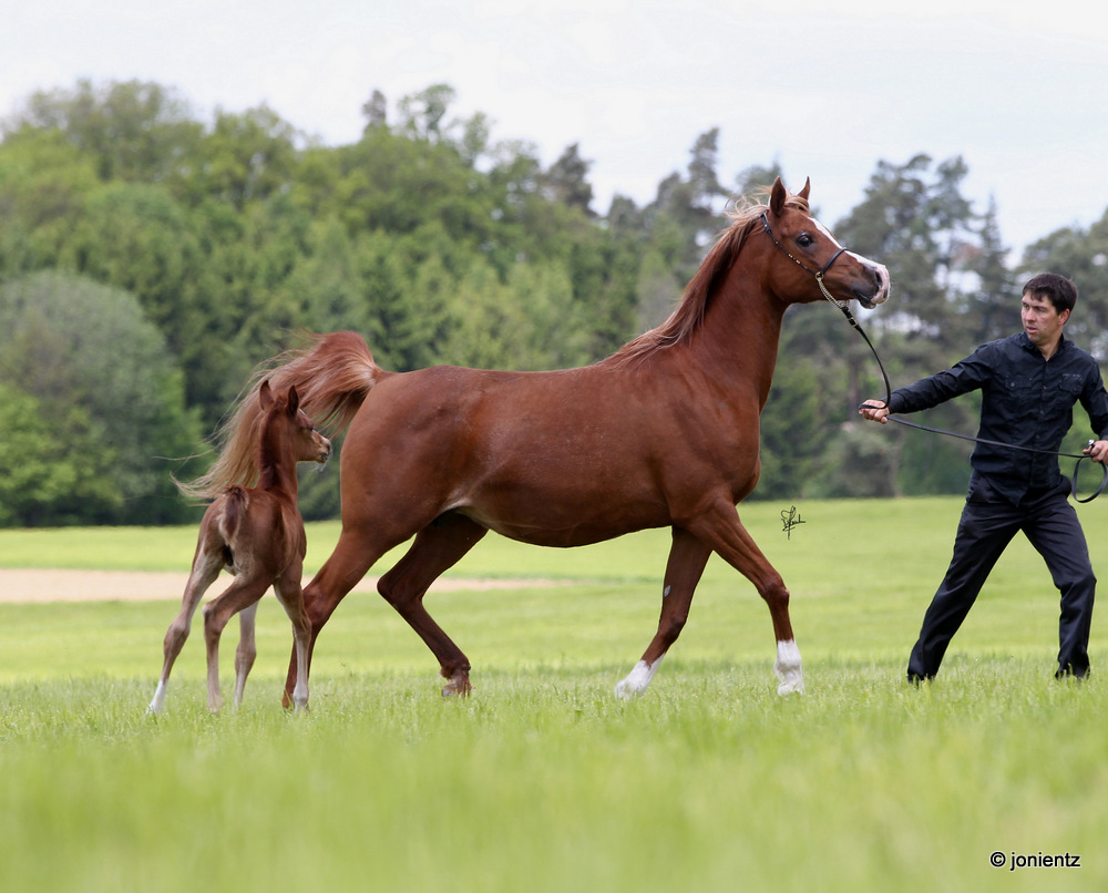 VA Nasheeta - Valentina Arabians