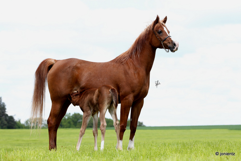 VA Nasheeta - Valentina Arabians
