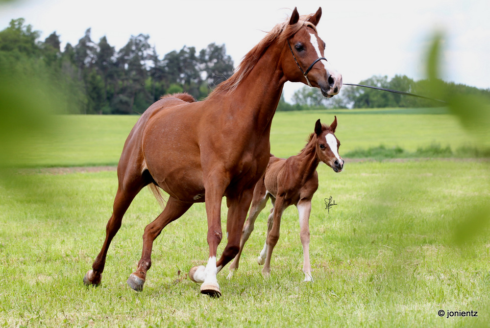 VA Nasheeta - Valentina Arabians