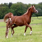 VA Nasheeta - Valentina Arabians