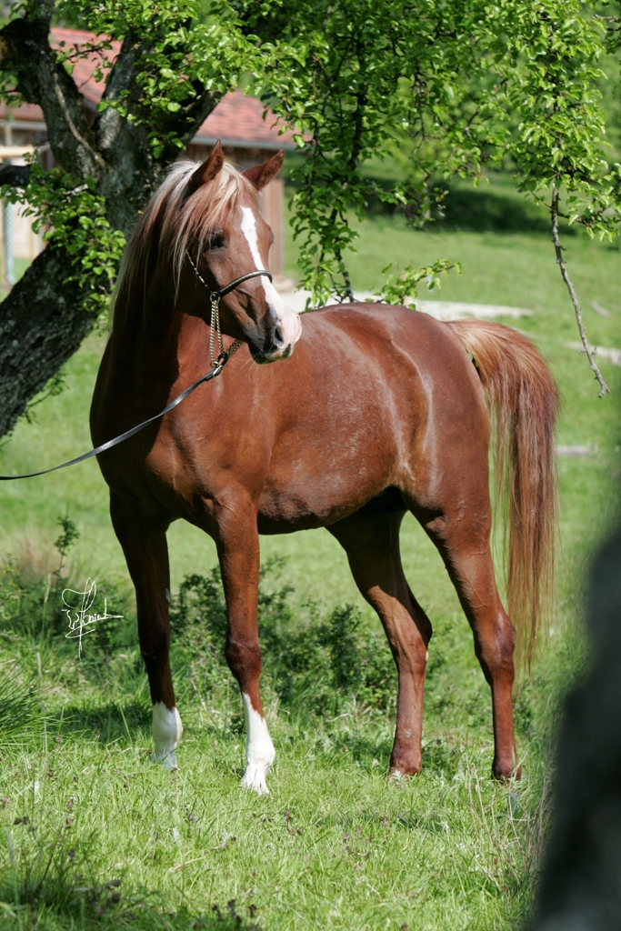 VA Nasheeta - Valentina Arabians