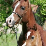 VA Nasheeta - Valentina Arabians