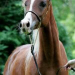 VA Nasheeta - Valentina Arabians